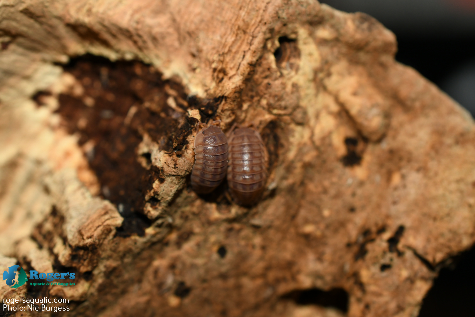 Isopod Culture - Armadillidium Nasatum "Peach/Nosy Roly Poly" - Roger's ...