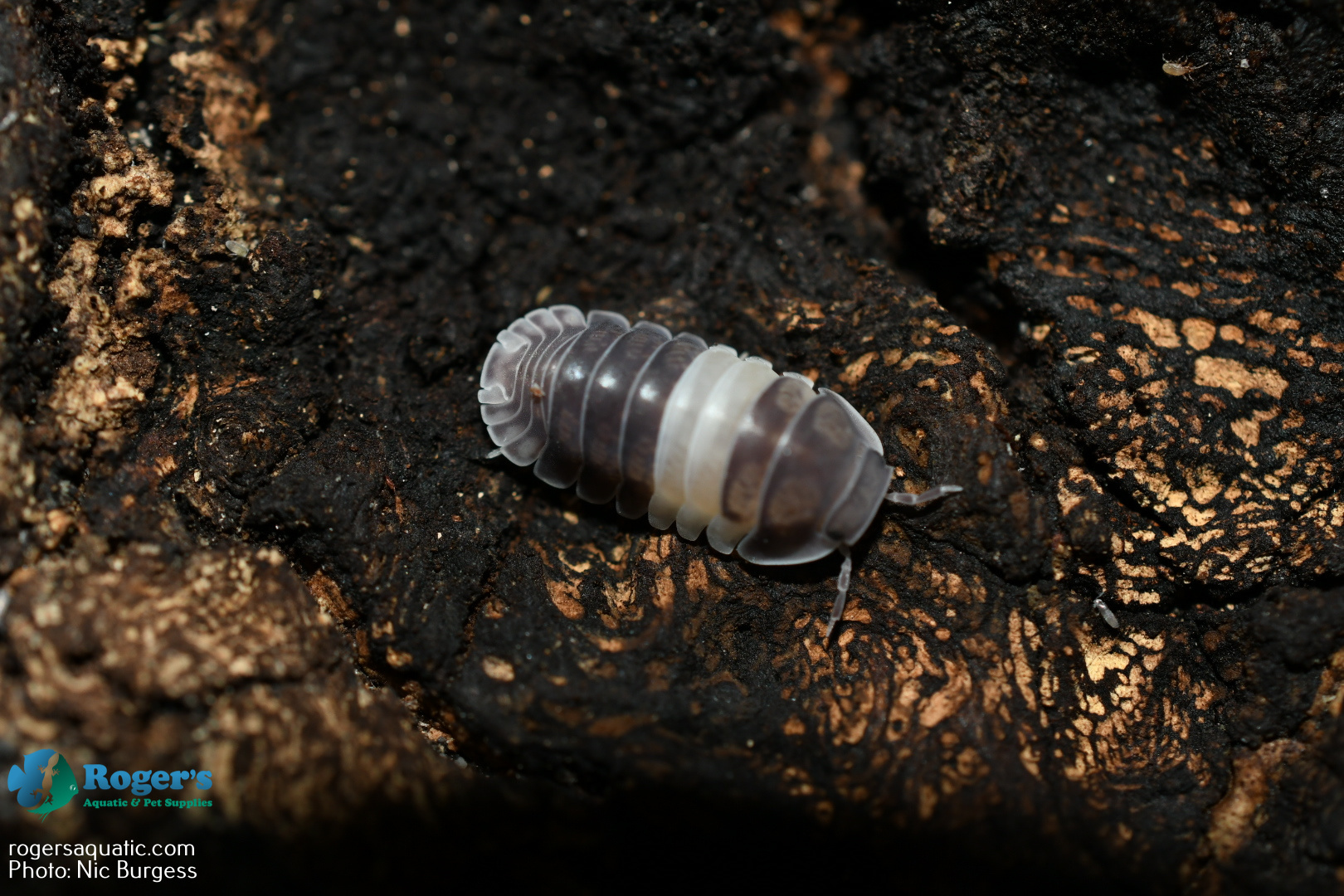 Isopod Culture - C. sp. "Panda King Pillbug" - Roger's Aquatics & Pet ...