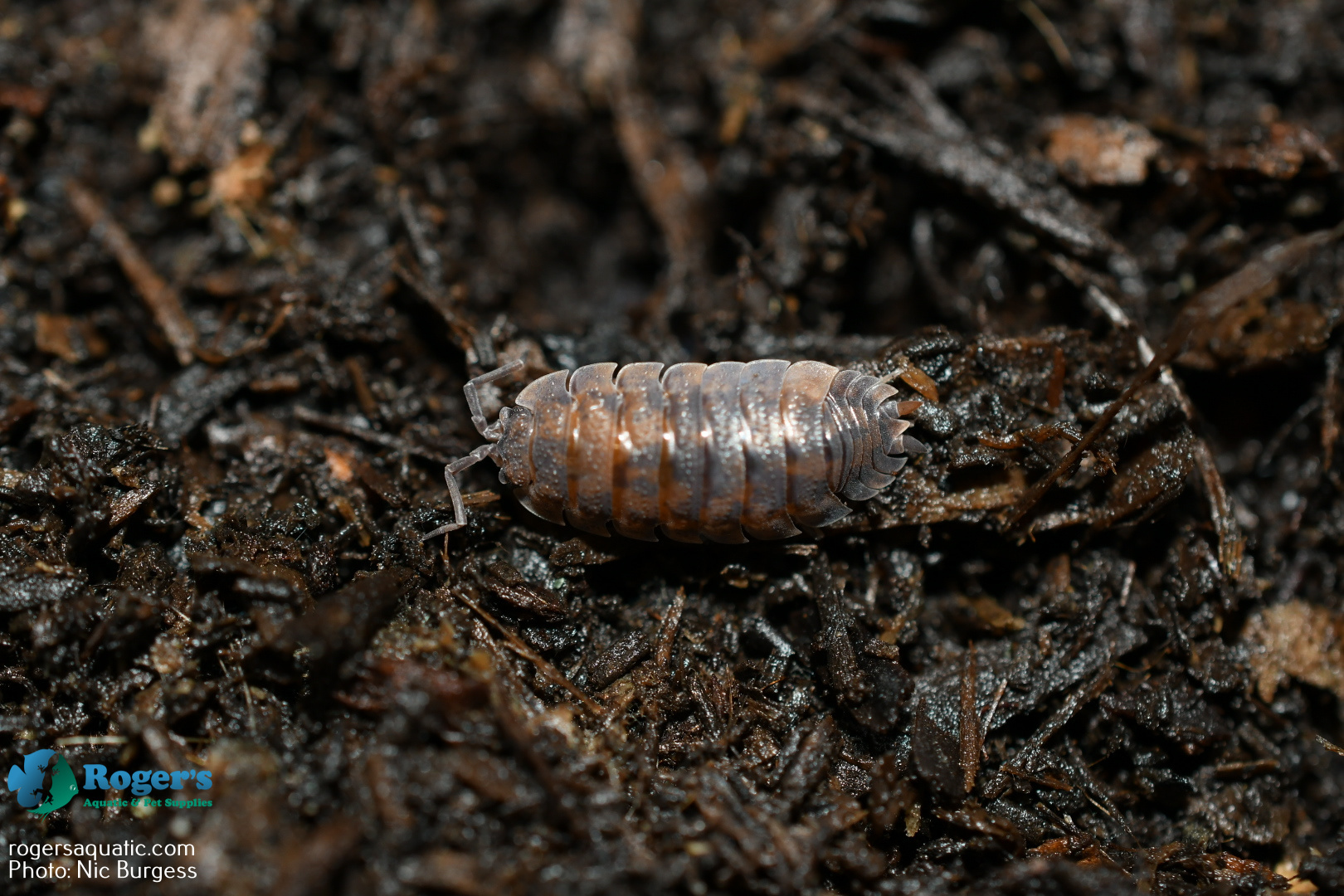 Isopod Culture - C. murina "Little Sea Pillbug" - Roger's Aquatics ...