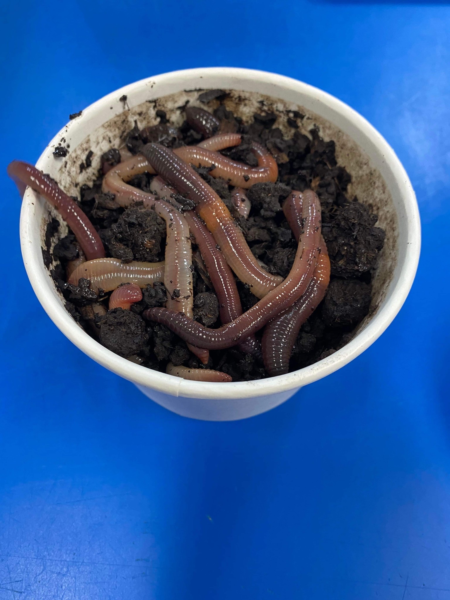Dew Worms - Roger's Aquatics & Pet Supplies