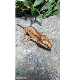 Geckos - Roger's Aquatics & Pet Supplies