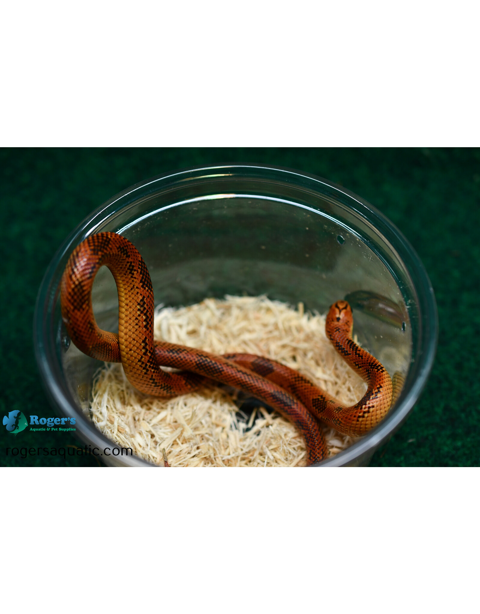 King Snake Pet King Snakes: Impressive Serpents With A Diverse Range