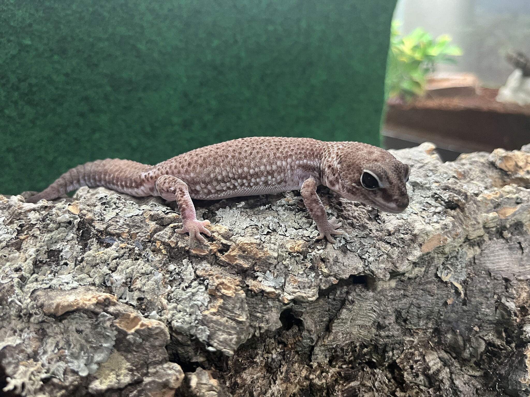 AFRICAN FAT-TAILED GECKO - Patternless - Hatched Spring 2024 - Roger's ...