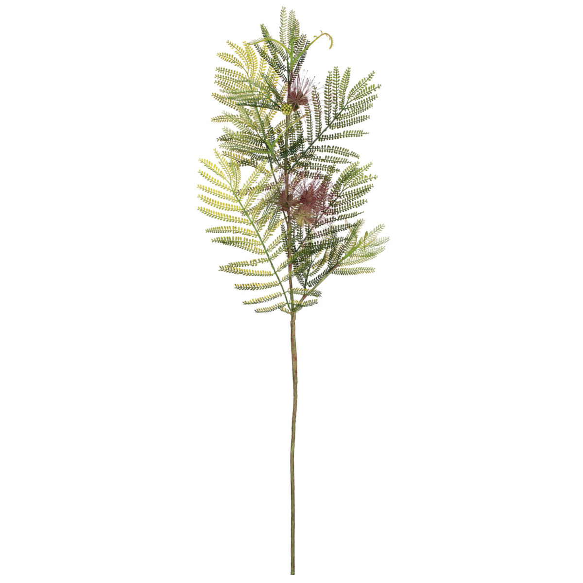 Mimosa Spray - The Gallery 1104