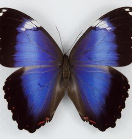 Morphidae - Butterfly Art Inc.