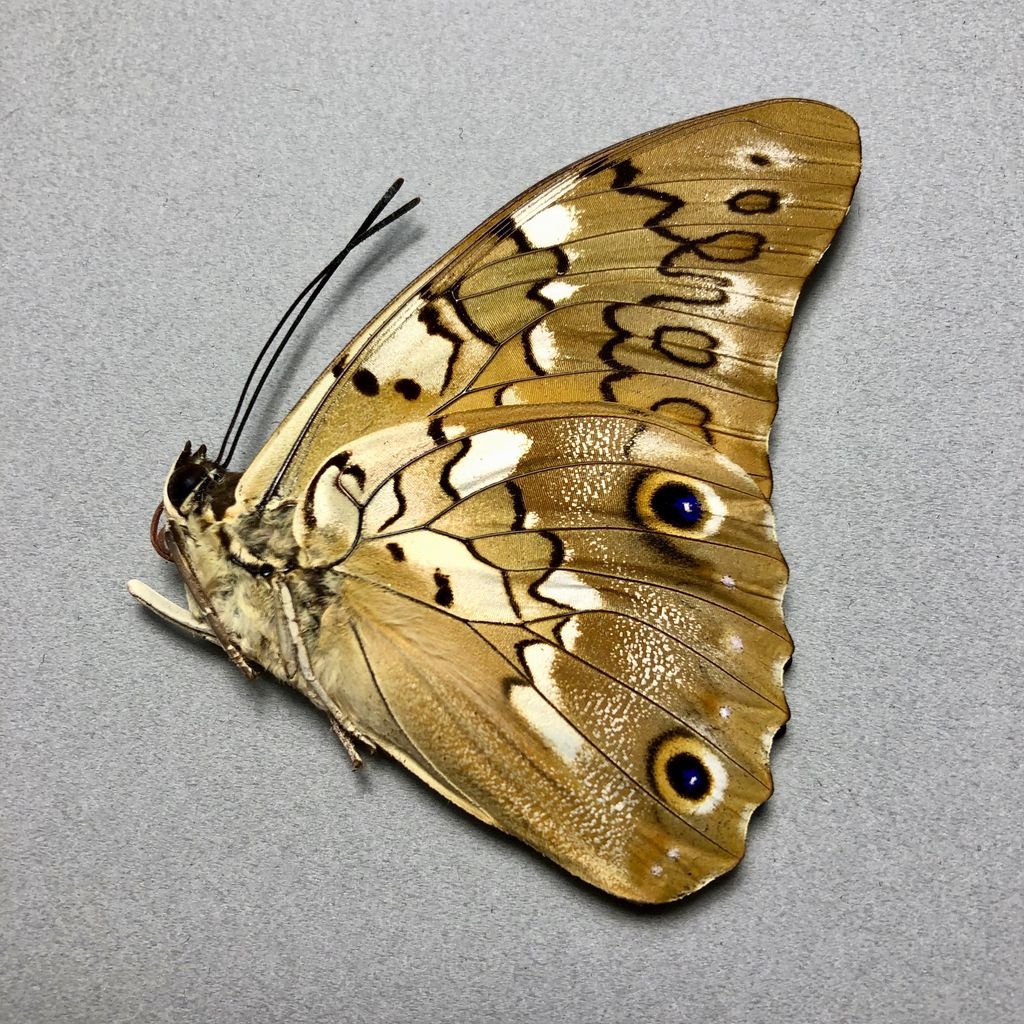 Prepona (Archeoprepona) eugenes eugenes M A1/A1- Peru - Butterfly Art Inc.