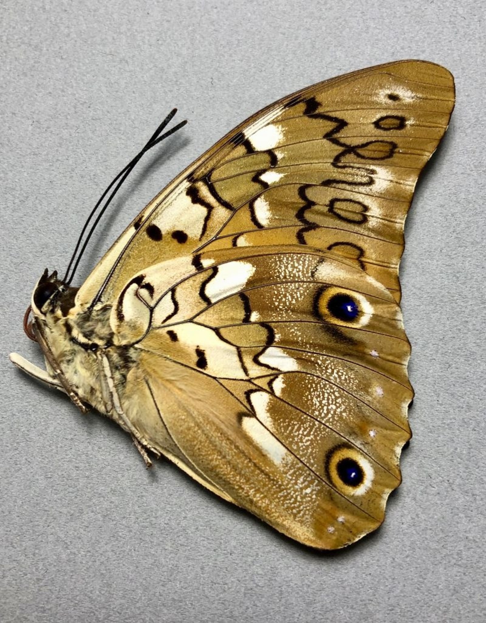 Prepona (Archeoprepona) eugenes eugenes M A1 Peru - Butterfly Art Inc.