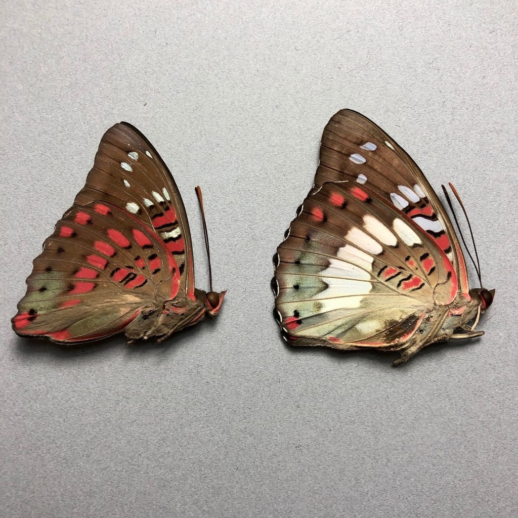 Euthalia adonia adonia PAIR A1 Indonesia - Butterfly Art Inc.