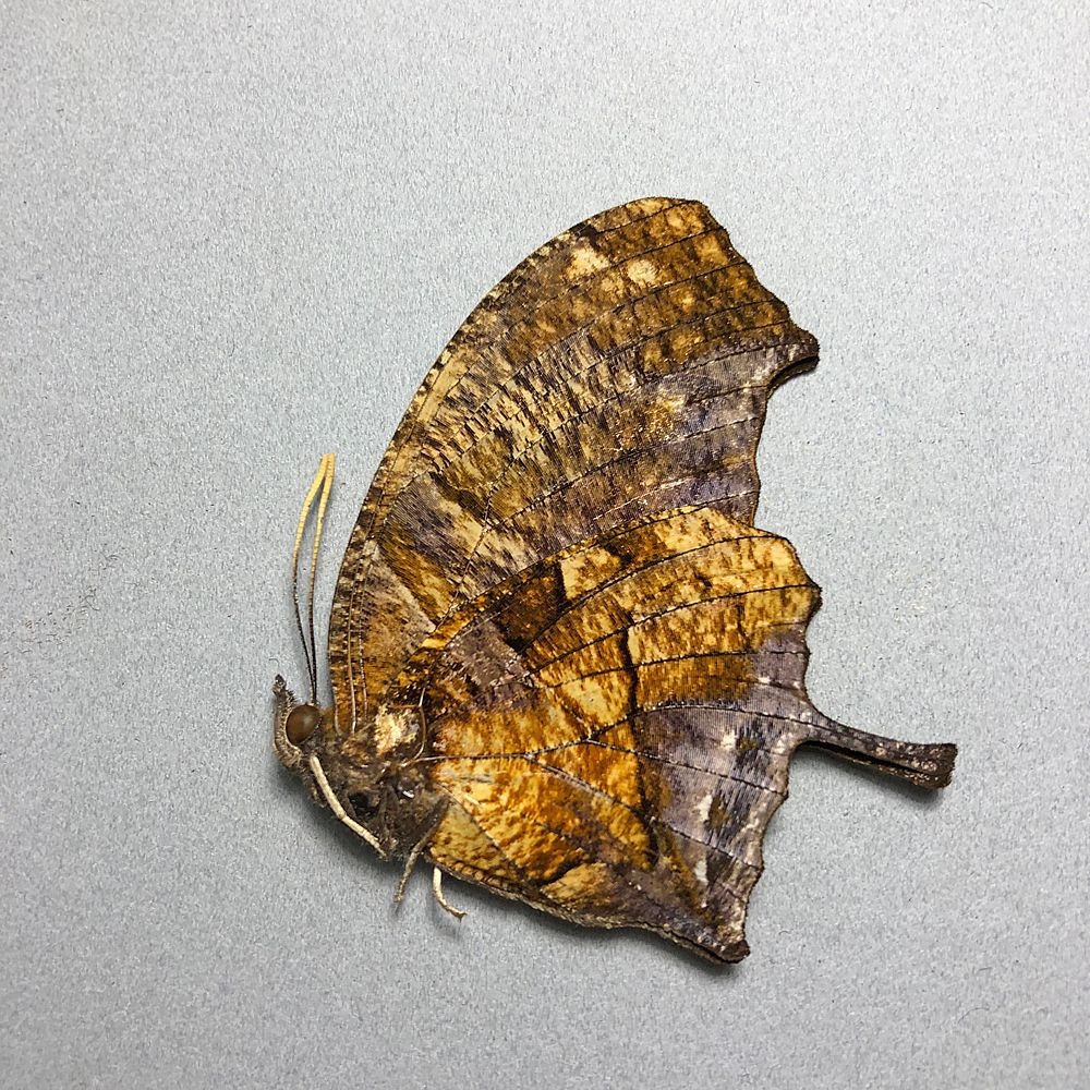 Consul (Anaea) fabius cecrops M A1 Peru - Butterfly Art Inc.