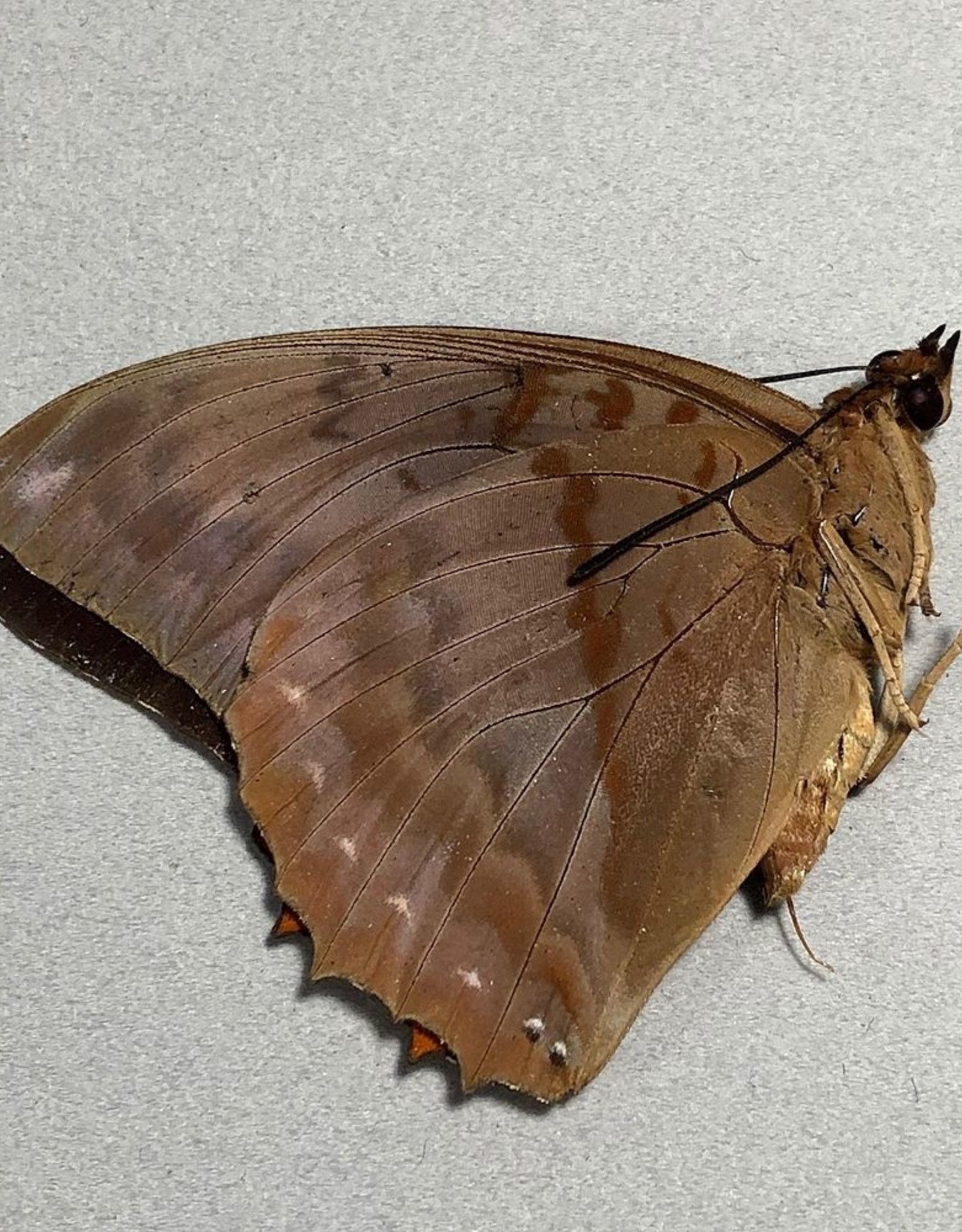 Charaxes protoclea M A1 RCA - Butterfly Art Inc.