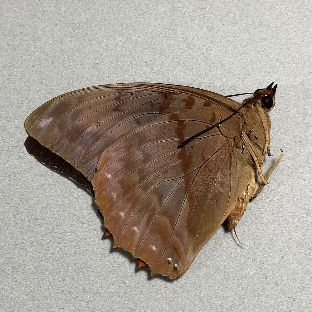 Charaxes protoclea M A1 CAR - Butterfly Art Inc.