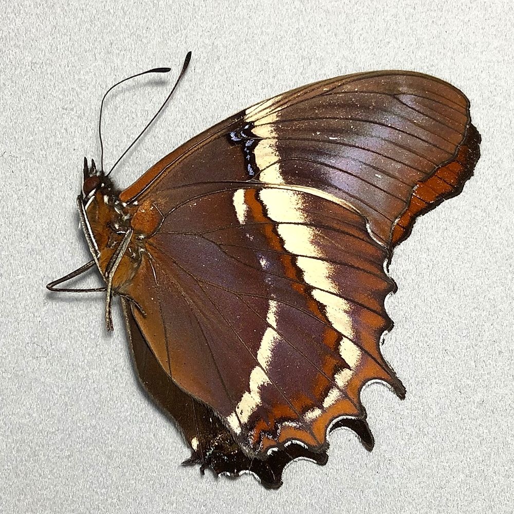 Siproeta epaphus M A1 Peru - Butterfly Art Inc.