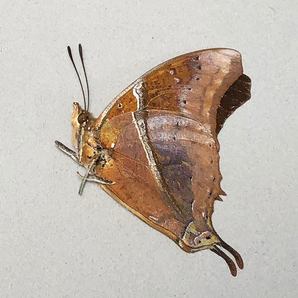 Charaxes betanimena M A1 Madagascar - Butterfly Art Inc.