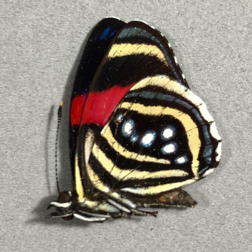 Callicore hesperis M A1/A1- Bolivia - Butterfly Art Inc.