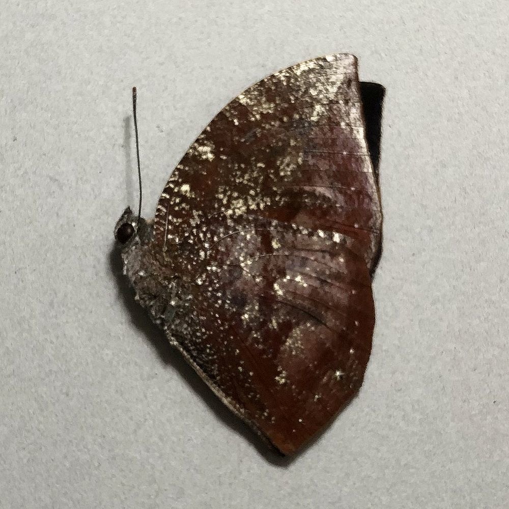 Memphis (=Anaea) offa M A1A1- Peru - Butterfly Art Inc.