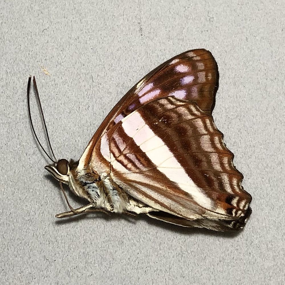 Adelpha delvita M A1 Peru - Butterfly Art Inc.