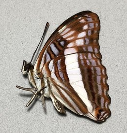 Butterflies - Lepidoptera - Butterfly Art Inc.
