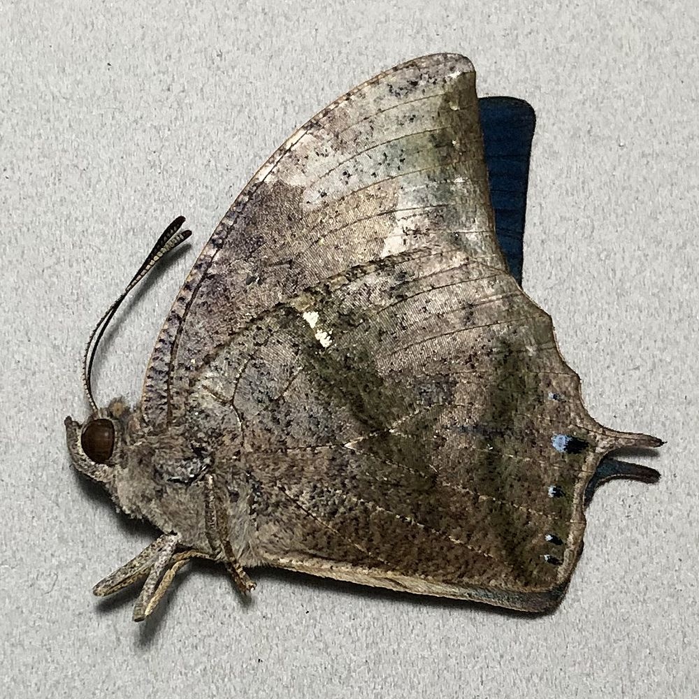 Memphis (=Anaea) arginussa/lemnos M A1 Peru - Butterfly Art Inc.