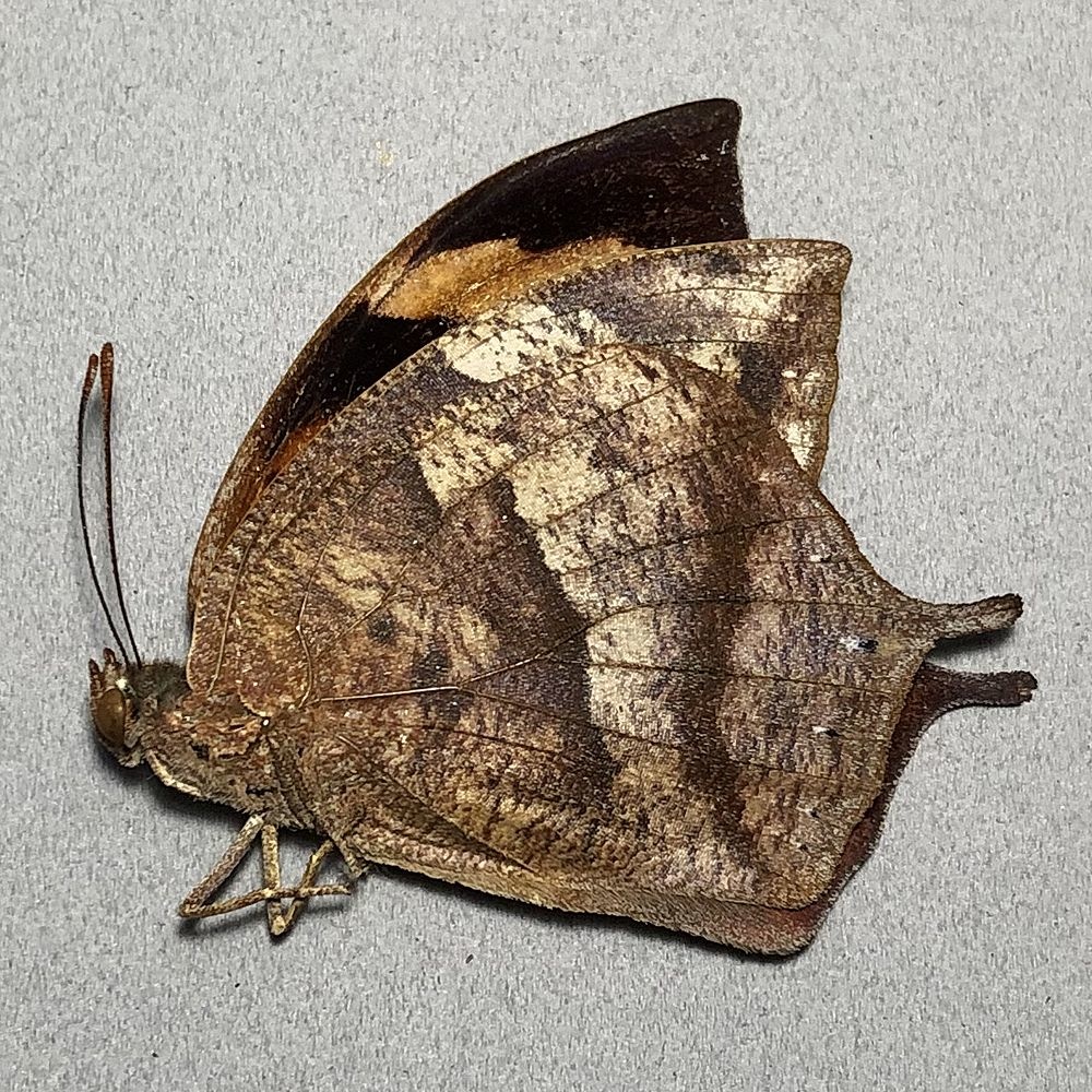 Anaea glycerium M A1 Ecuador - Butterfly Art Inc.