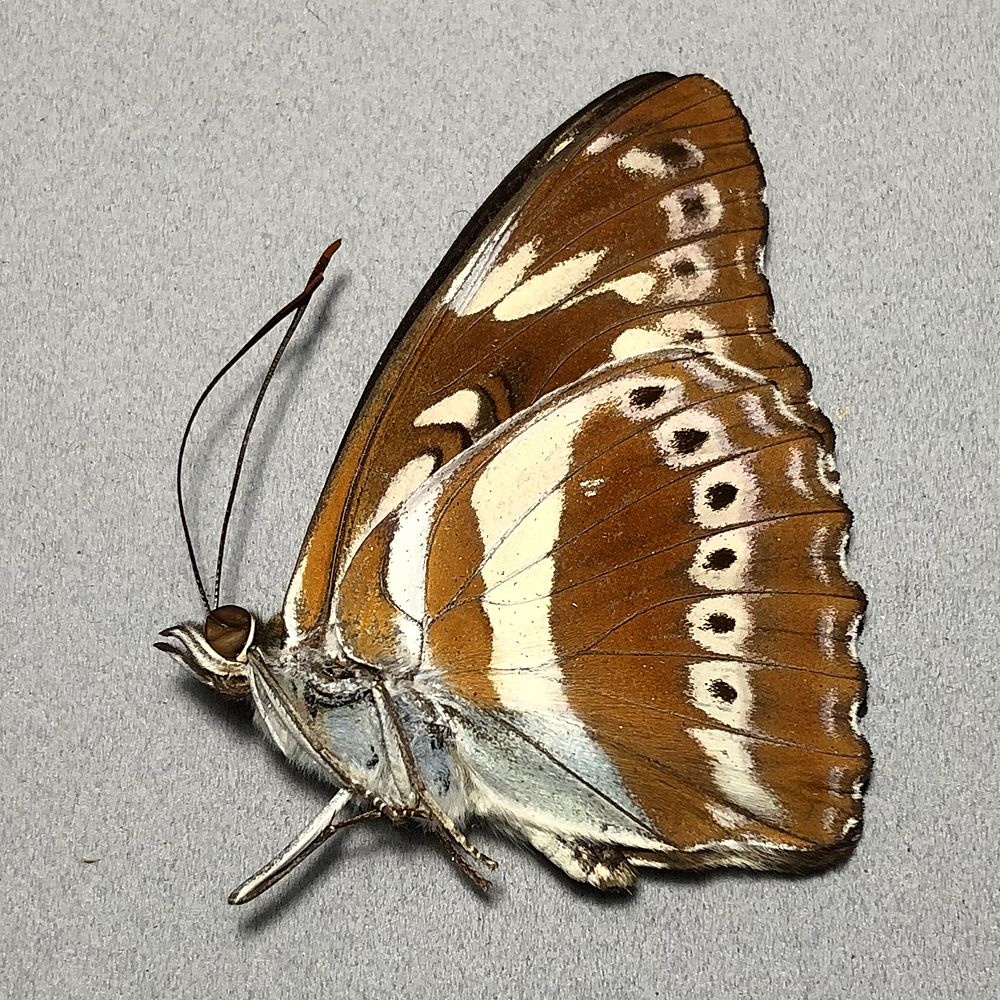 Athyma asura asura M A1 Thailand - Butterfly Art Inc.