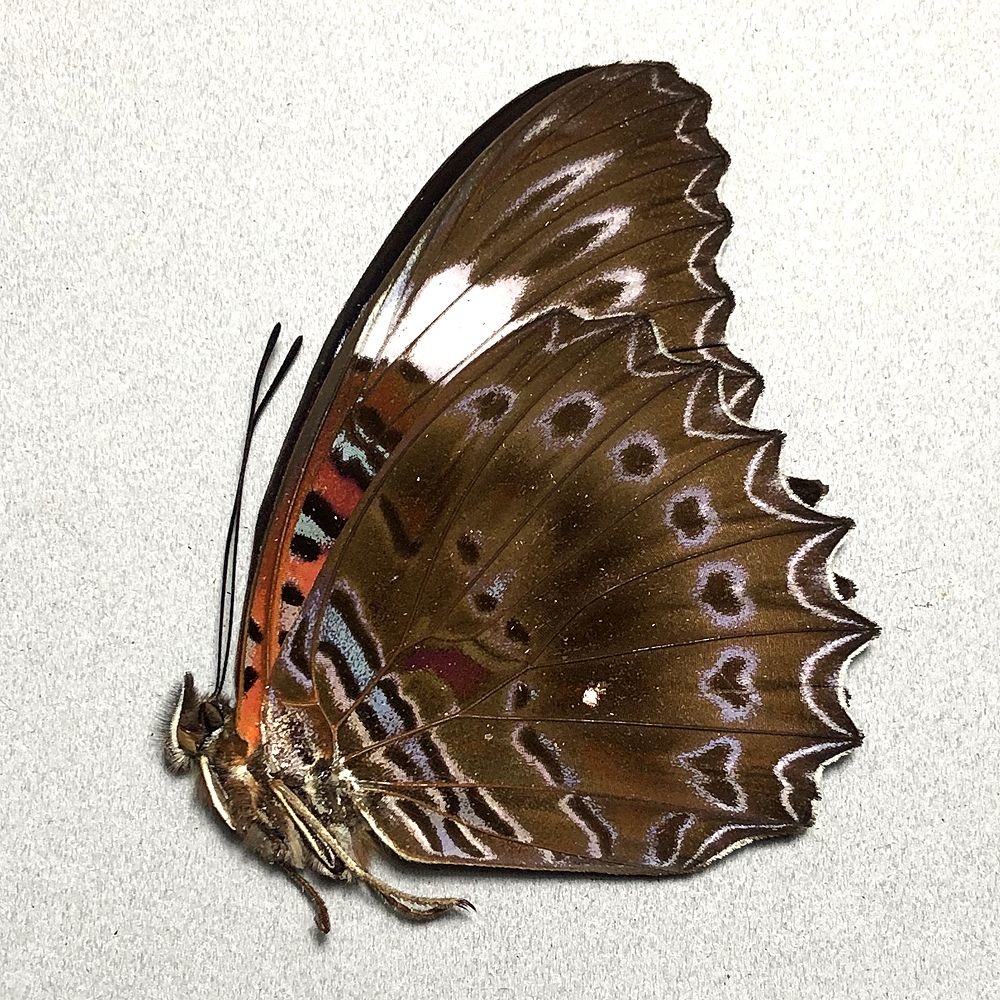 Cethosia chrysippe M A1 PNG - Butterfly Art Inc.