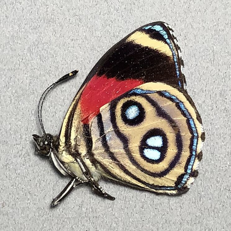 Callicore hystaspes f. hystaspes M A1 Bolivia - Butterfly Art Inc.