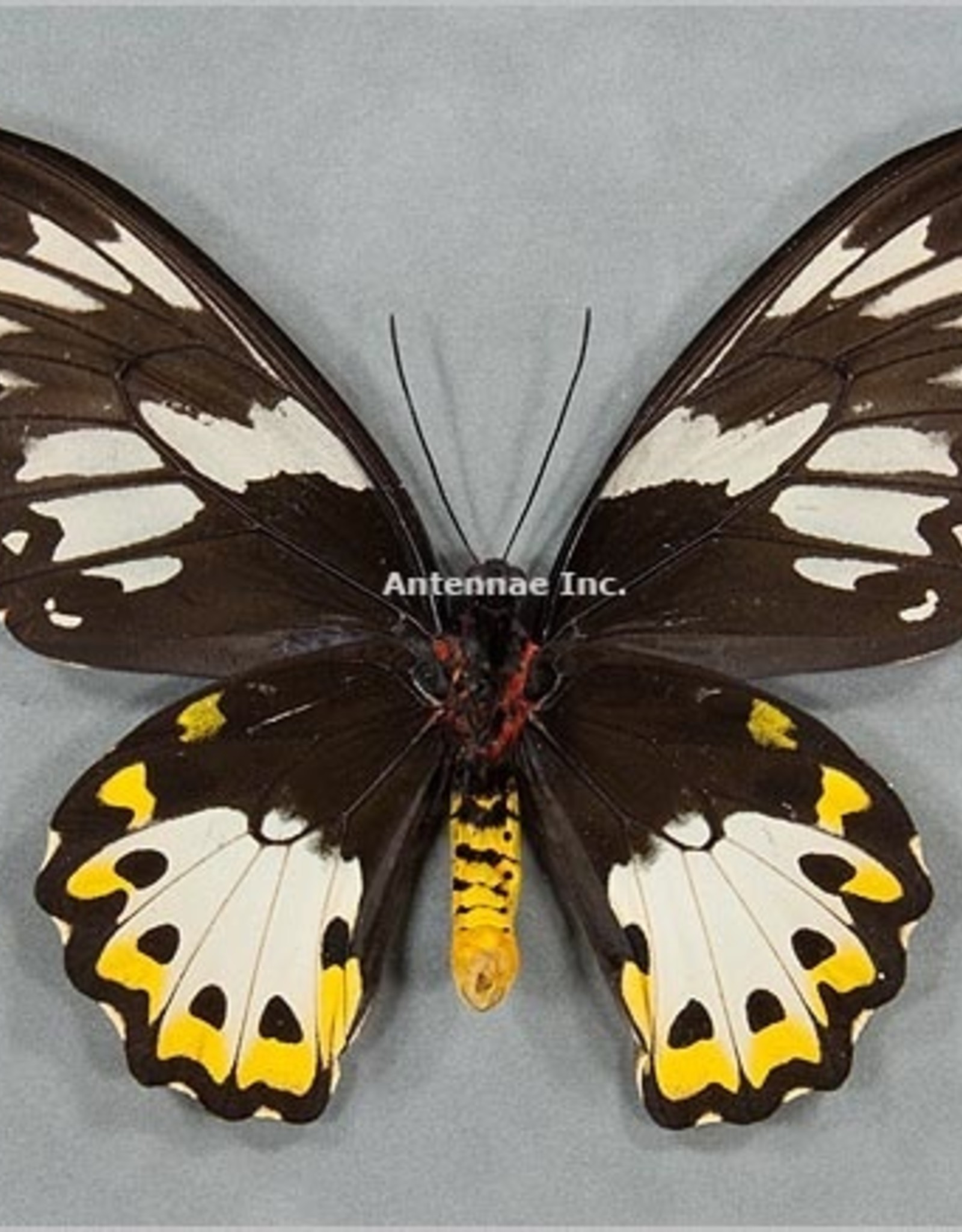 Ornithoptera priamus poseidon F A1 Indonesia - Butterfly Art Inc.