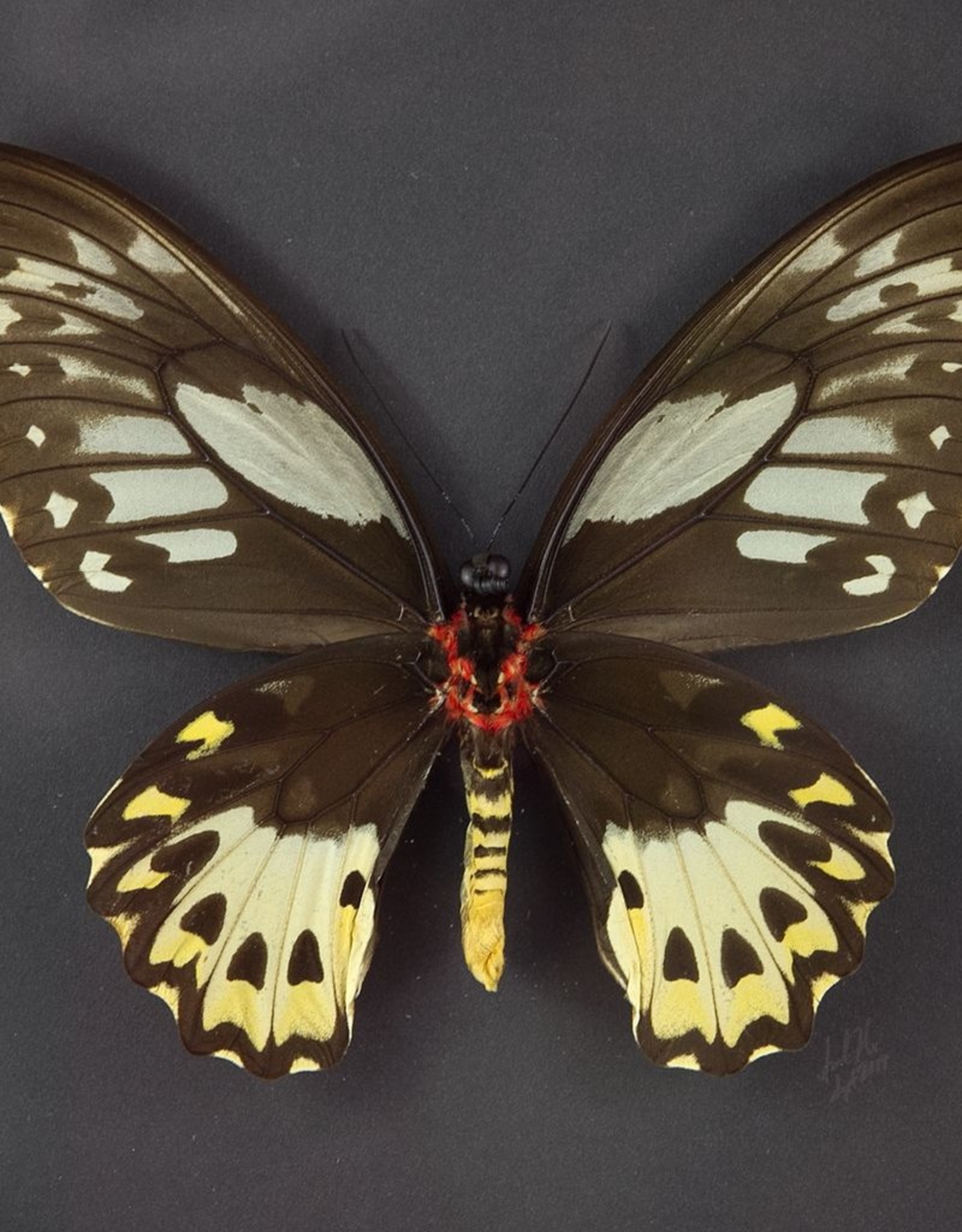 Ornithoptera priamus poseidon F A1 Indonesia - Butterfly Art Inc.