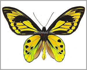 Ornithoptera tithonus misresiana PAIR A1 Indonesia - Butterfly Art Inc.