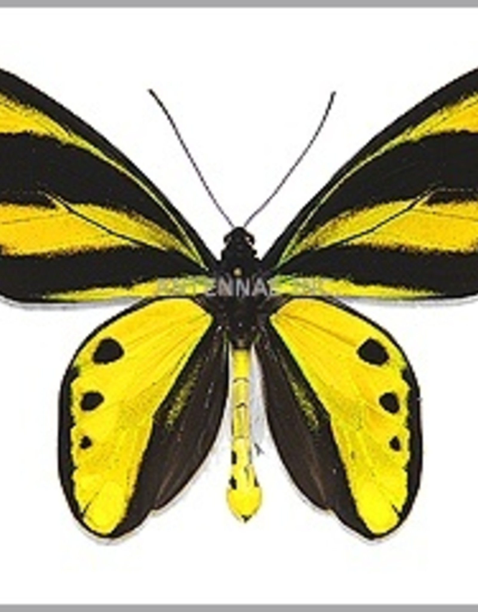 Ornithoptera tithonus misresiana PAIR A1 Indonesia - Butterfly Art Inc.