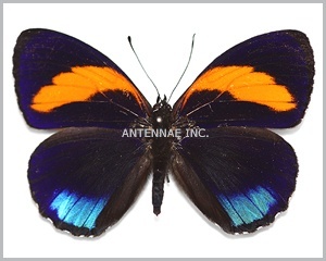 Callicore pastazza M A1 Peru - Butterfly Art Inc.