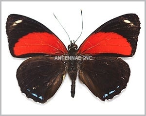 Callicore cyllene cyllene M A1 Bolivia - Butterfly Art Inc.