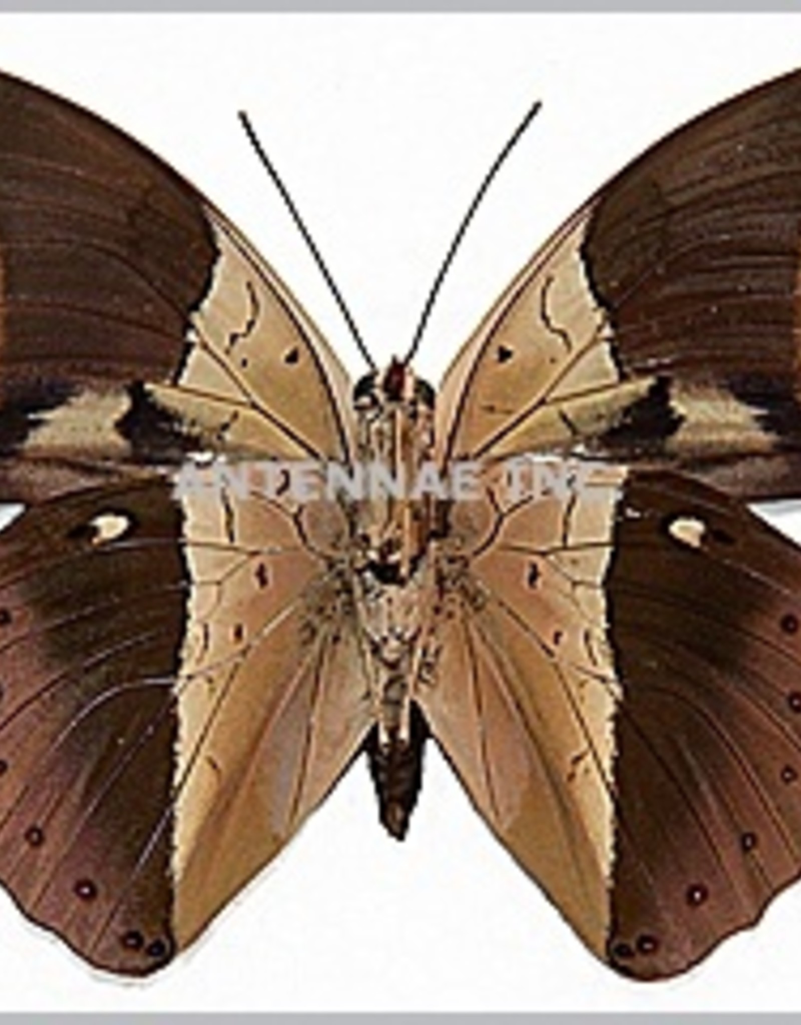 Prepona (Archeoprepona) amphimachus symaithus M A1 Peru - Butterfly Art ...