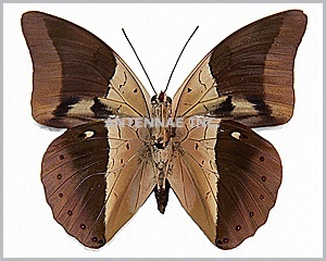 Prepona (Archeoprepona) amphimachus symaithus M A1 Peru - Butterfly Art ...