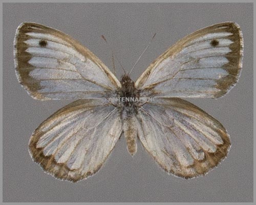 Argyrophorus argenteus F A1 Argentina - Butterfly Art Inc.