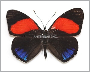 Callicore cajetani M A1 UHV, Peru - Butterfly Art Inc.