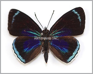 Catacore kolyma f. kolyma / f. connector / f. pasithea MIX M A1 Upper ...