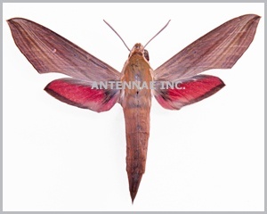 Hippotion eson M A1 Cameroon - Butterfly Art Inc.