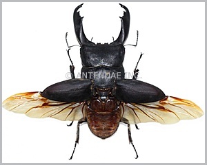 Dorcus titanus titanus M A1 Sulawesi _ Indonesia 6.5+ cm - Butterfly ...