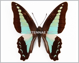 Graphium milon / G. sarpedon anthedon / G. euryplus euryplus MIX M A1 ...