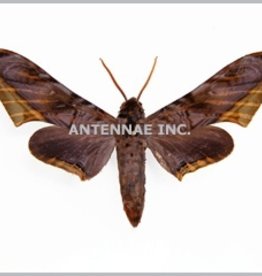 Sphingidae - Butterfly Art Inc.