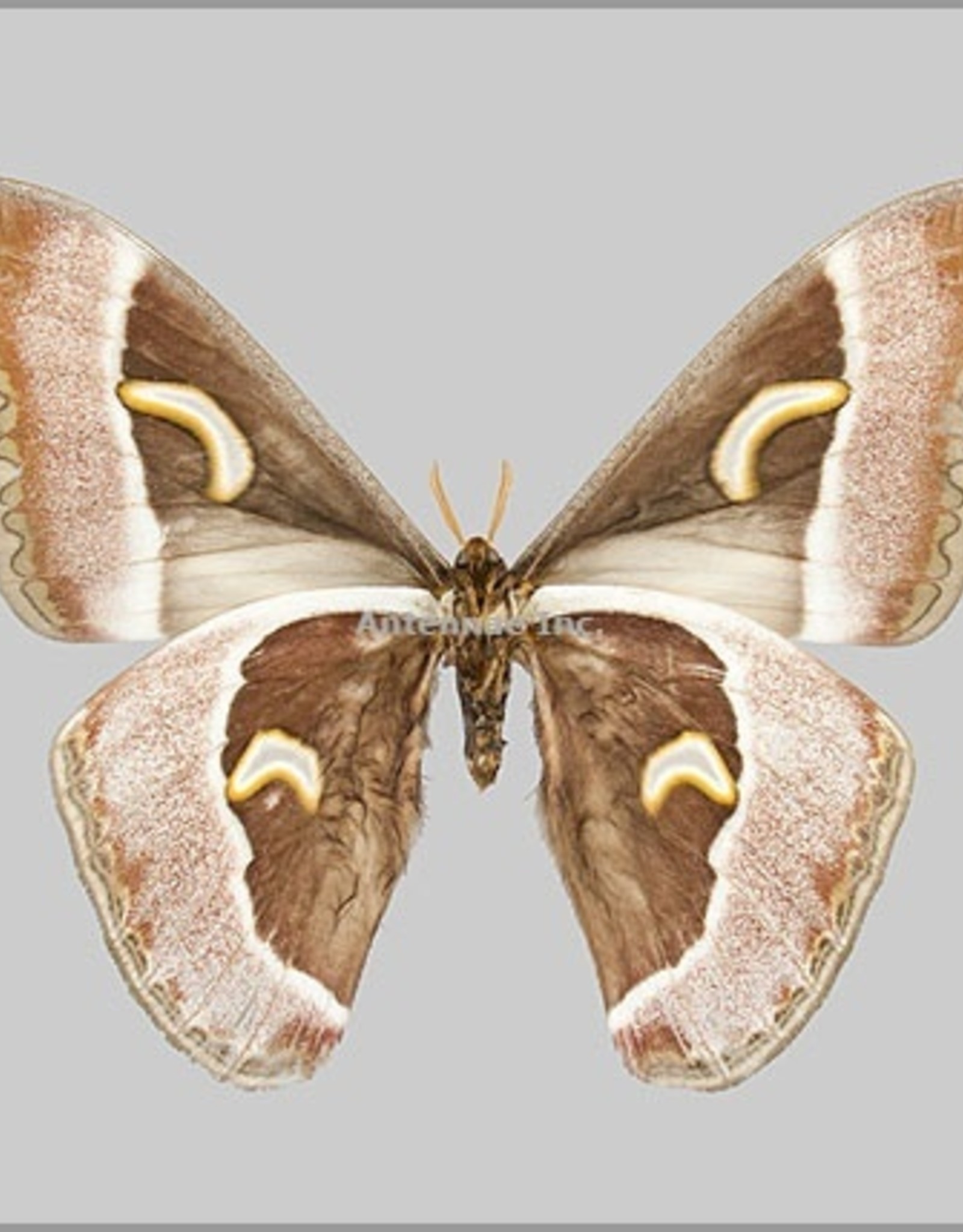 Epiphora ploetzi M A1/A1- Cameroon - Butterfly Art Inc.
