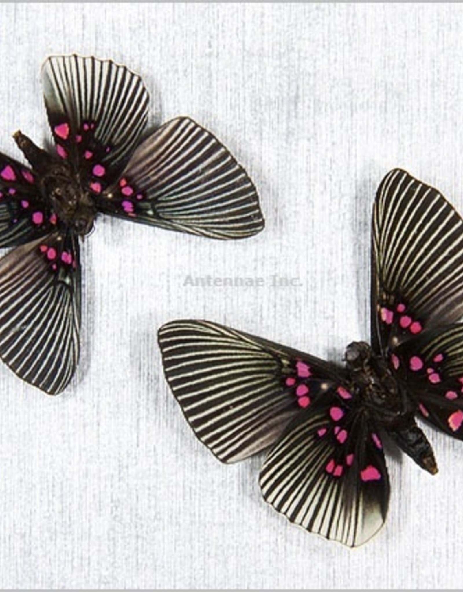 Lyropteryx apollonia apollonia M A1 Peru - Butterfly Art Inc.