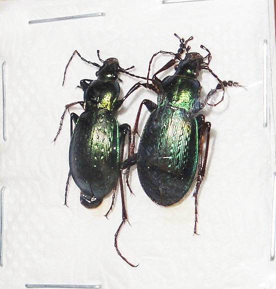 Carabus sternbergi cartereti M A1 South Korea - Butterfly Art Inc.