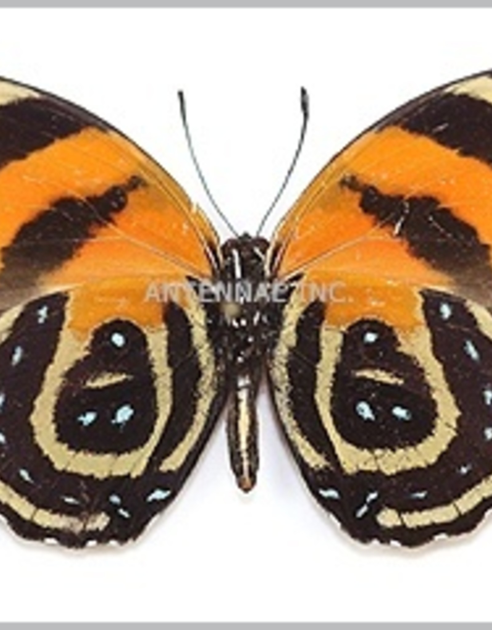 Callicore cynosura M A1 Peru - Butterfly Art Inc.