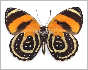 Callicore cynosura M A1 Peru - Butterfly Art Inc.