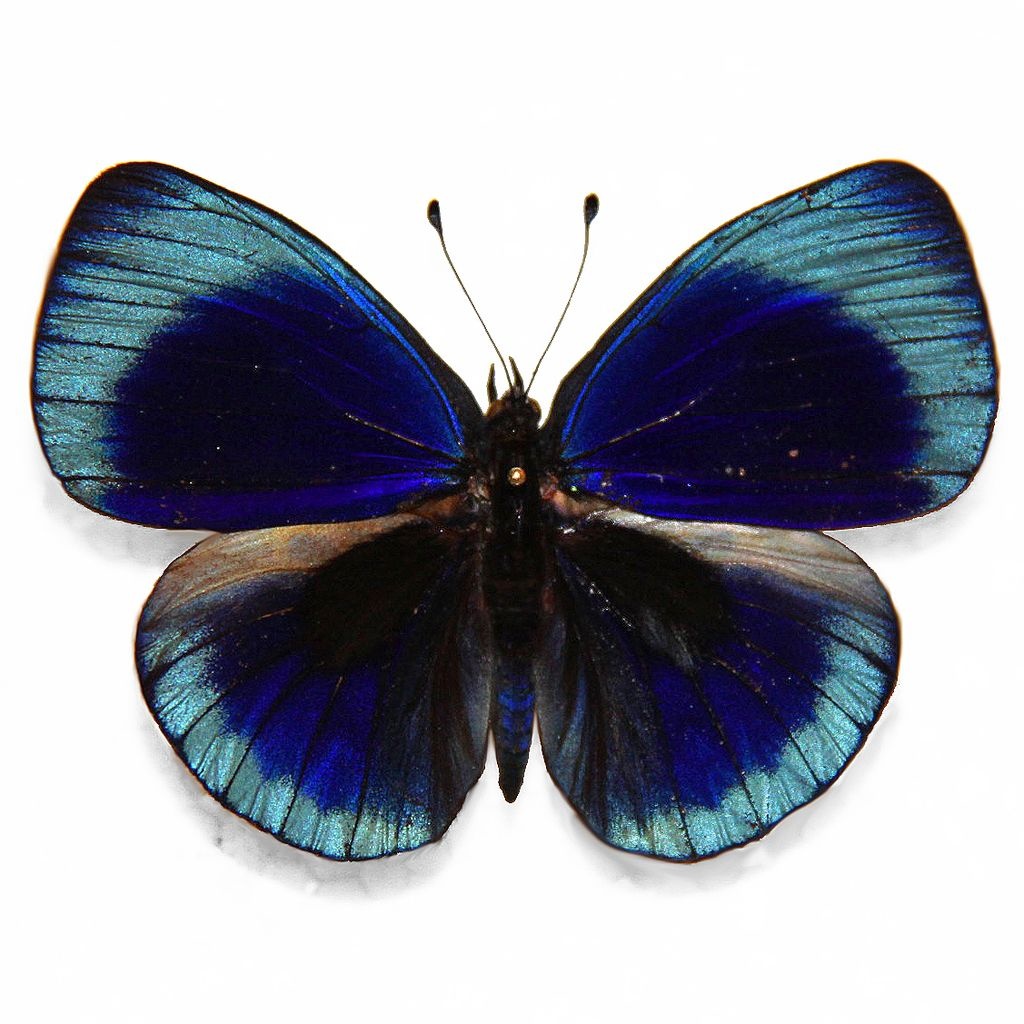 Asterope (Callithea) leprieuri leprieuri M A1 Cuzco, Peru - Butterfly ...