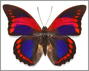 Prepona praeneste confusa M A1 Peru - Butterfly Art Inc.