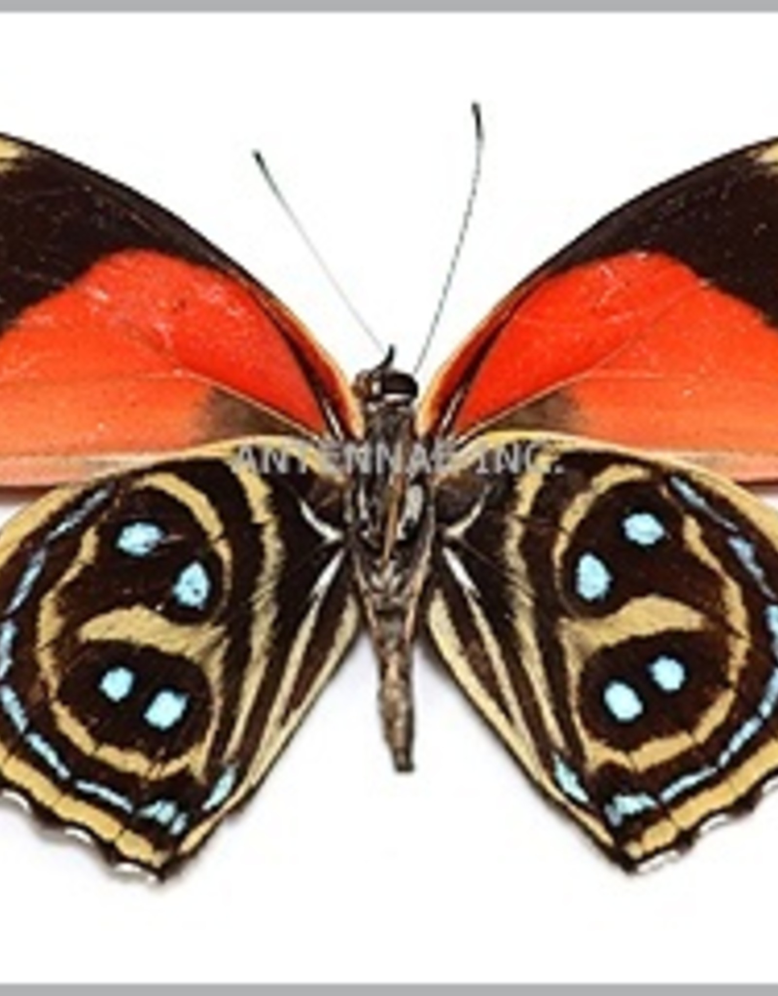 Callicore maimuna M A1 Peru - Butterfly Art Inc.