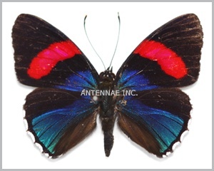 Callicore hesperis M A1 Peru - Butterfly Art Inc.